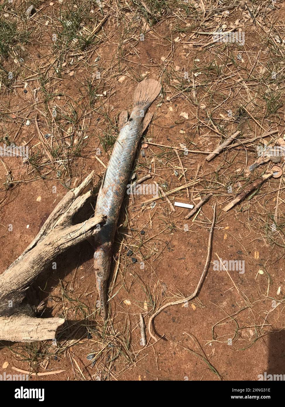 Spotted Gar (Lepisosteus oculatus) Actinopterygii Stock Photo - Alamy