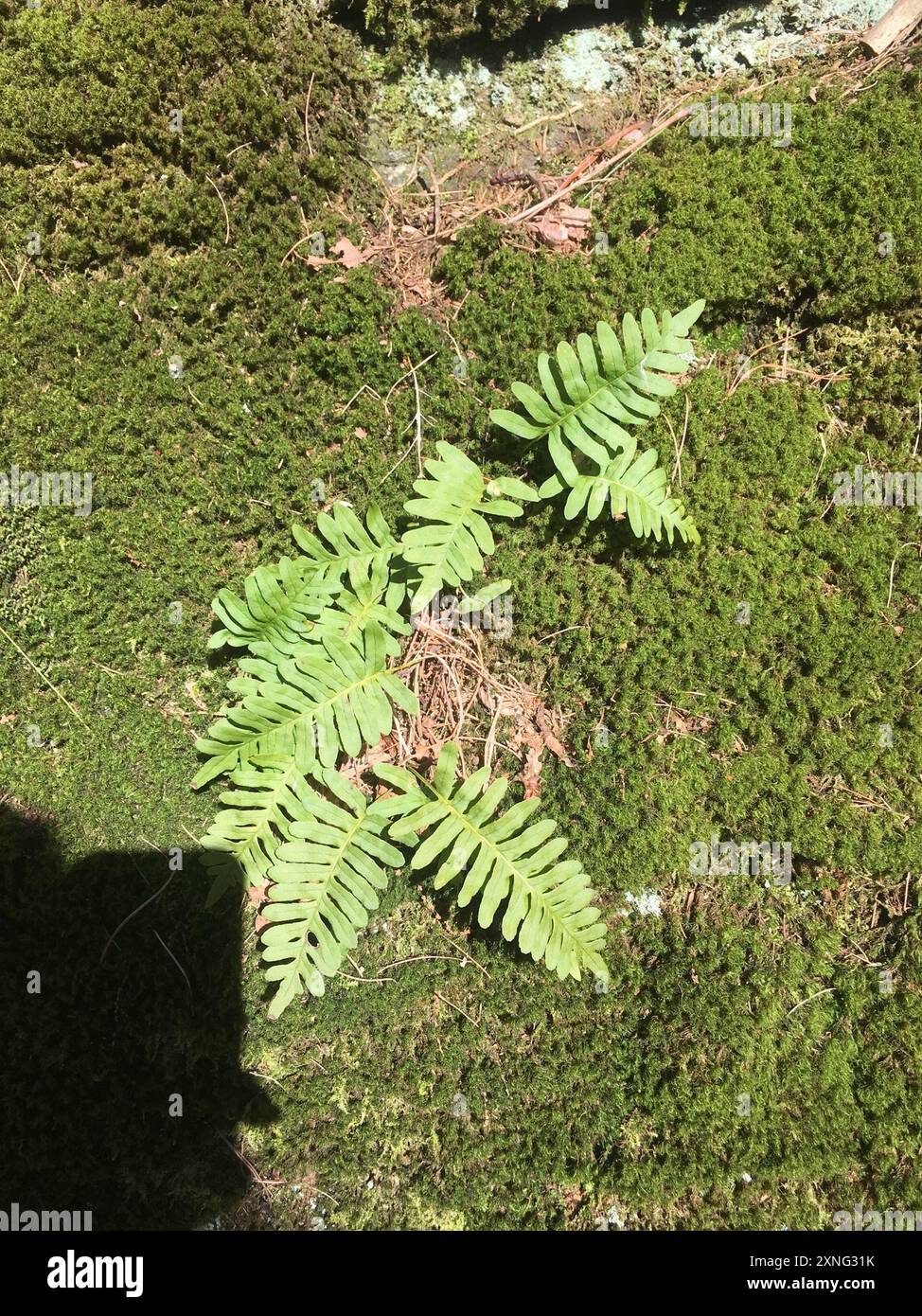 rock polypody (Polypodium virginianum) Plantae Stock Photo - Alamy