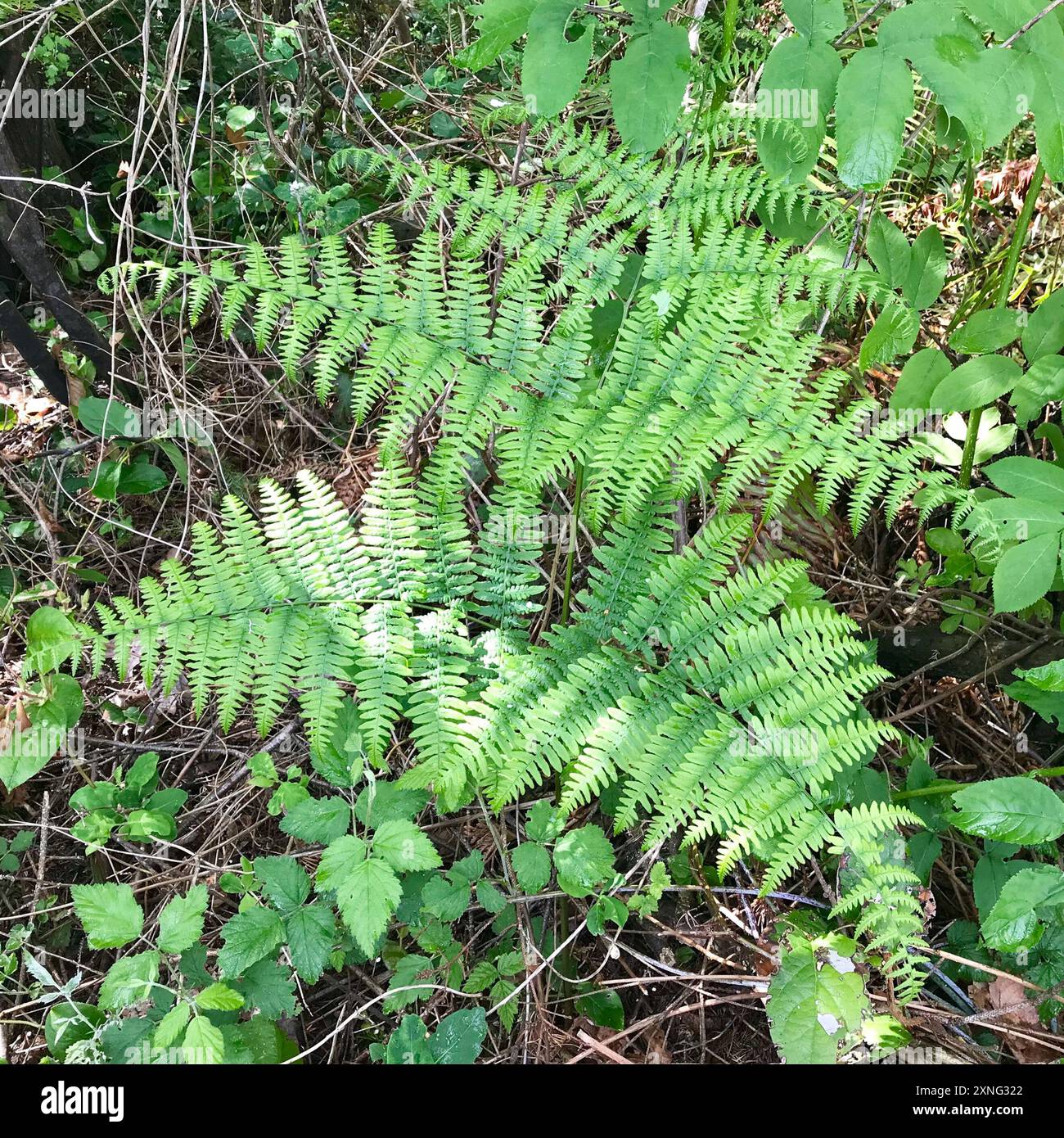 common bracken (Pteridium aquilinum) Plantae Stock Photo - Alamy
