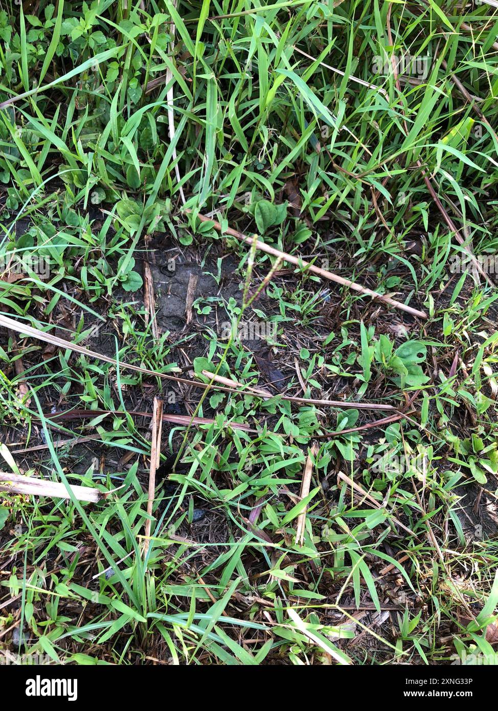 Hilograss (Paspalum conjugatum) Plantae Stock Photo - Alamy
