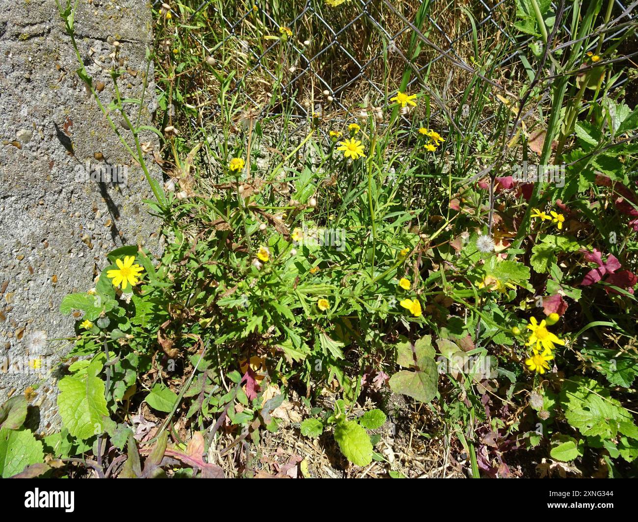 Oxford Ragwort (Senecio squalidus) Plantae Stock Photo - Alamy
