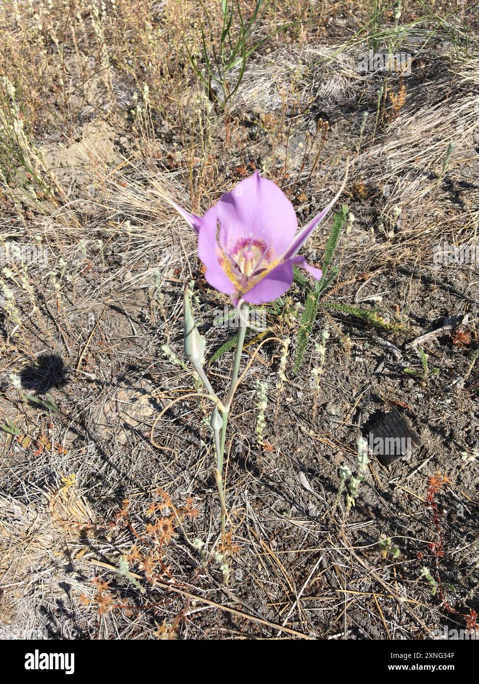 Sagebrush Mariposa Lily (Calochortus macrocarpus) Plantae Stock Photo ...