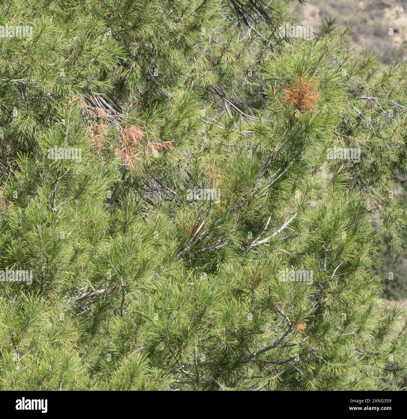 pines (Pinus) Plantae Stock Photo - Alamy
