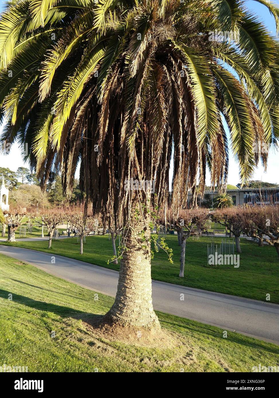 Taupata (Coprosma repens) Plantae Stock Photo - Alamy