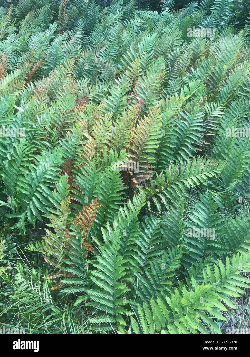 Virginia chainfern (Woodwardia virginica) Plantae Stock Photo - Alamy