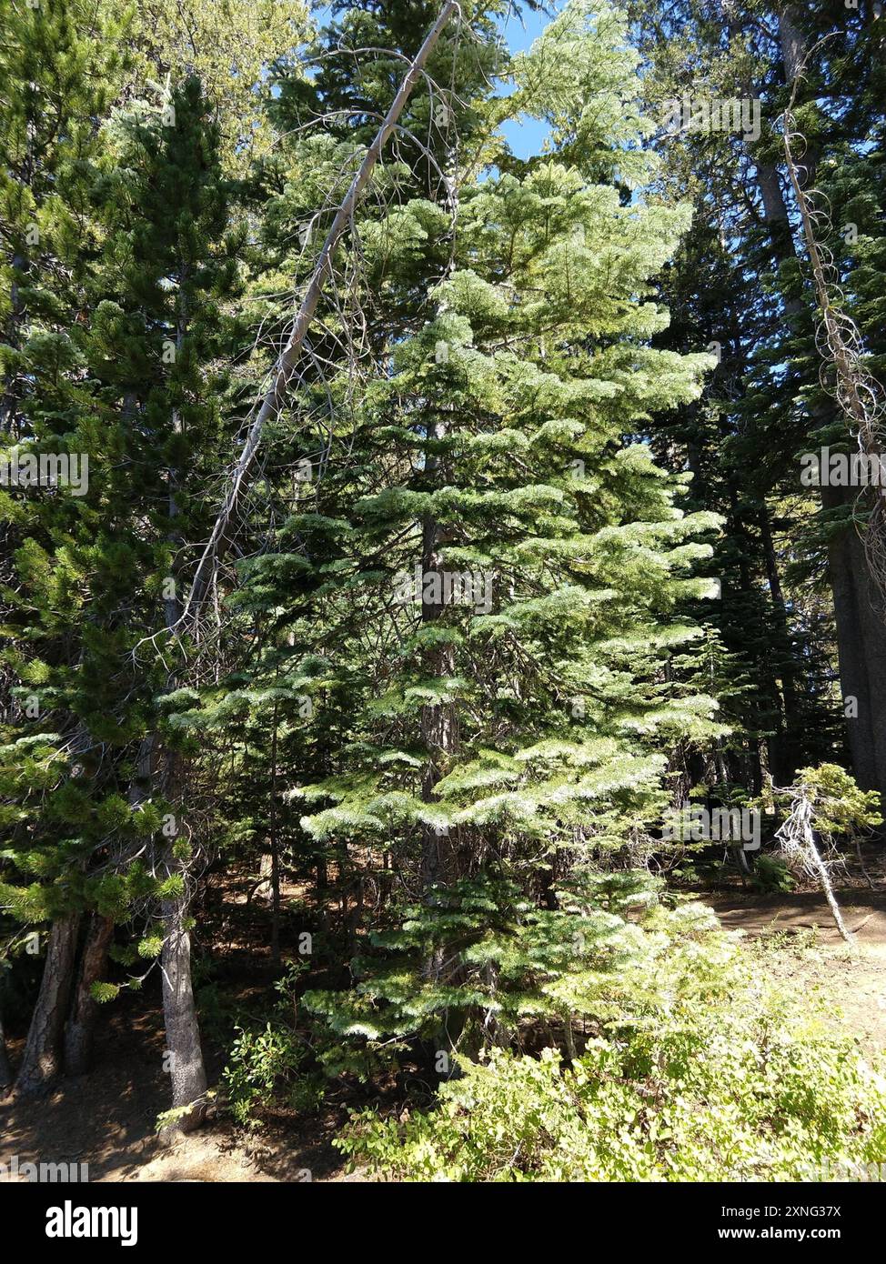 California Red Fir (Abies magnifica magnifica) Plantae Stock Photo - Alamy