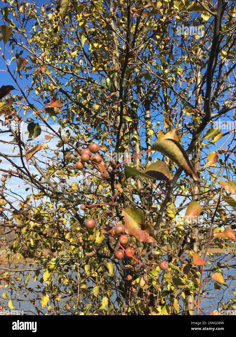 Callery pear (Pyrus calleryana) Plantae Stock Photo - Alamy