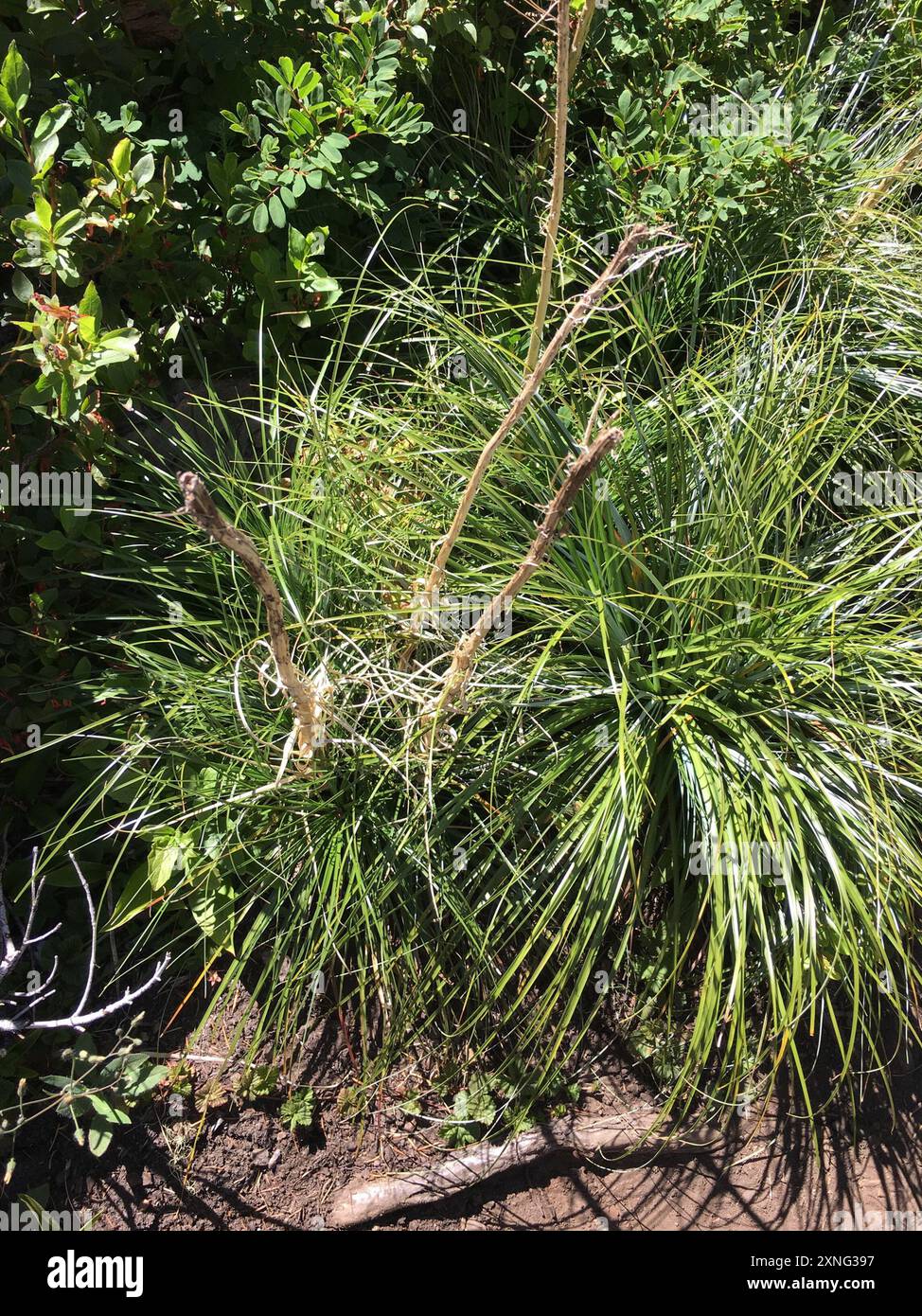 common beargrass (Xerophyllum tenax) Plantae Stock Photo - Alamy
