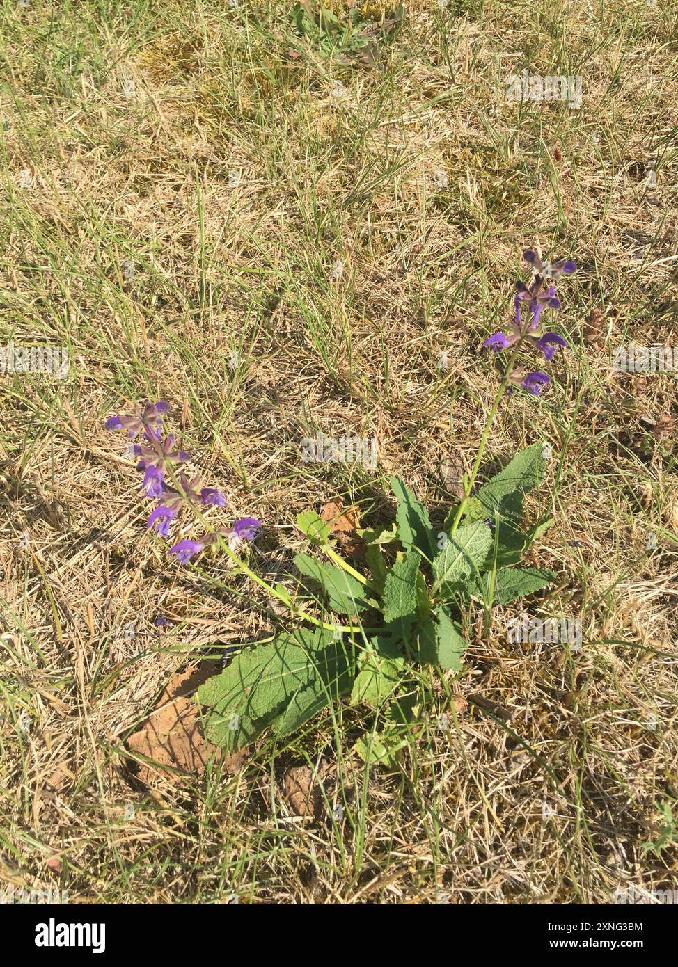 wild clary (Salvia verbenaca) Plantae Stock Photo - Alamy