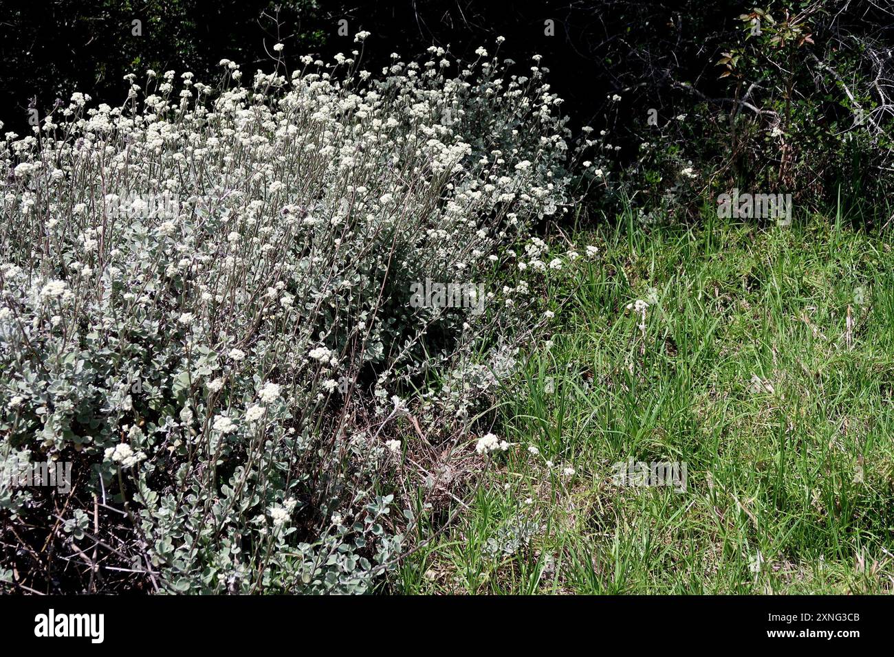 Licorice plant (Helichrysum petiolare) Plantae Stock Photo - Alamy