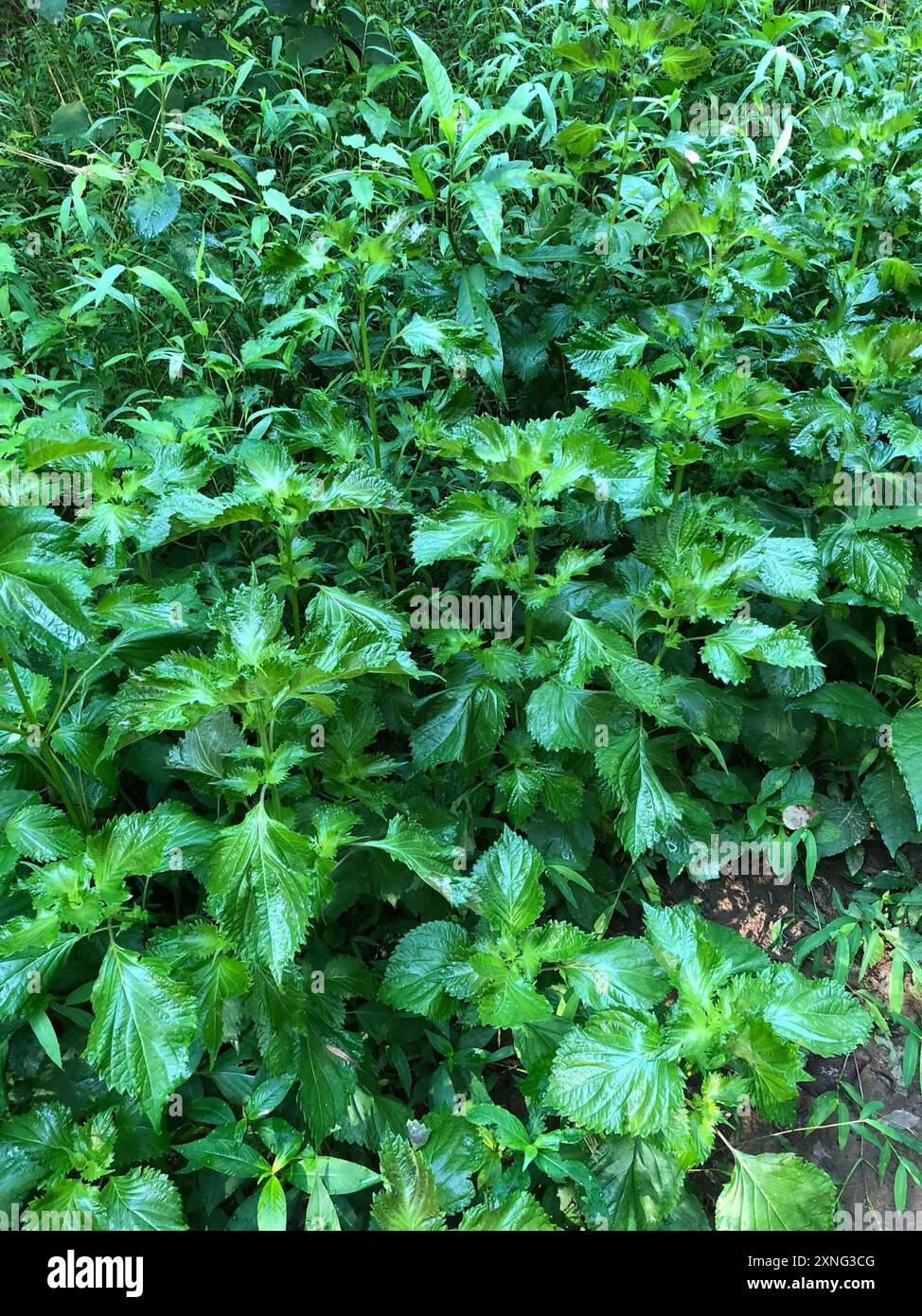 beefsteak plant (Perilla frutescens) Plantae Stock Photo - Alamy