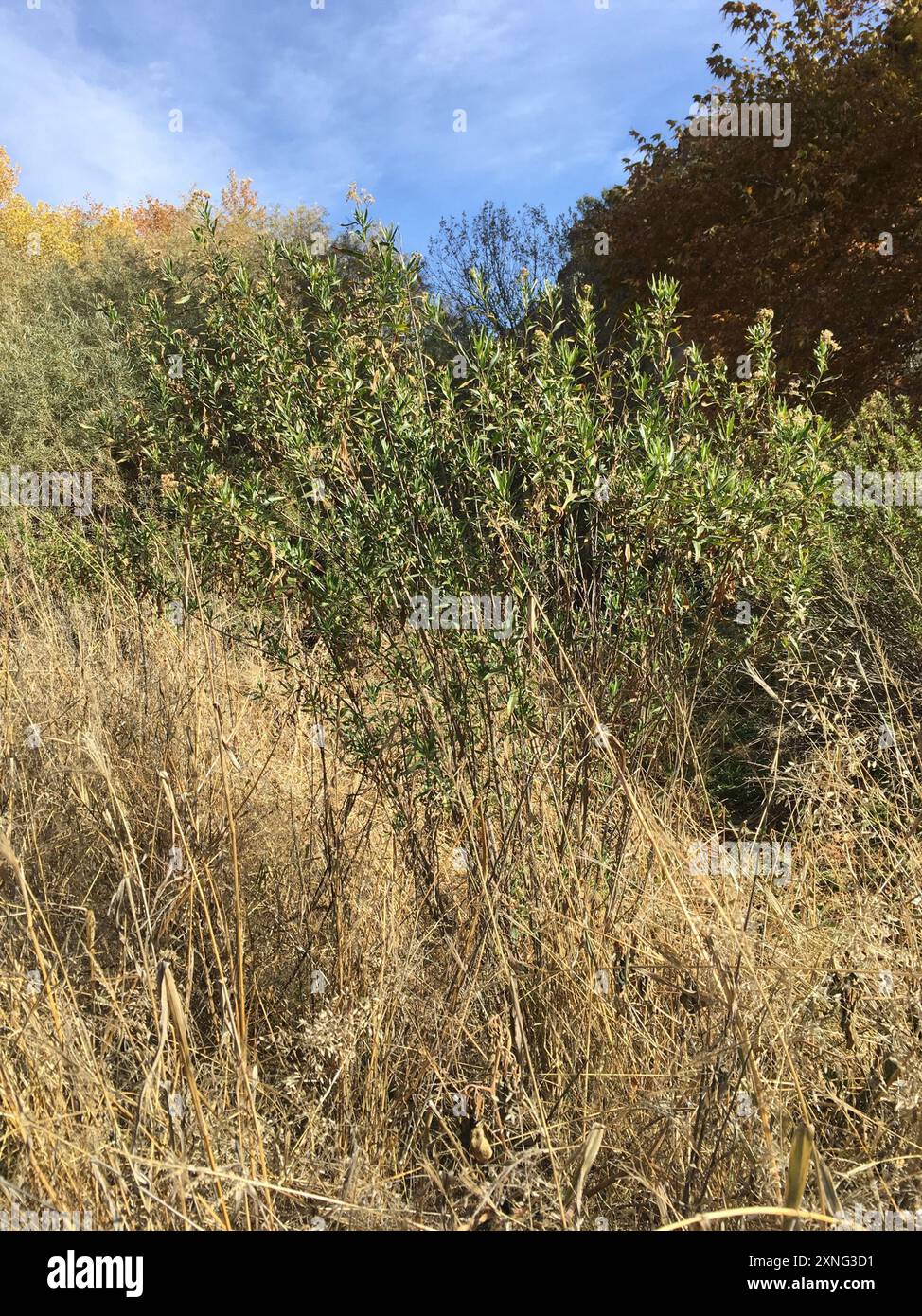 mule fat (Baccharis salicifolia) Plantae Stock Photo - Alamy