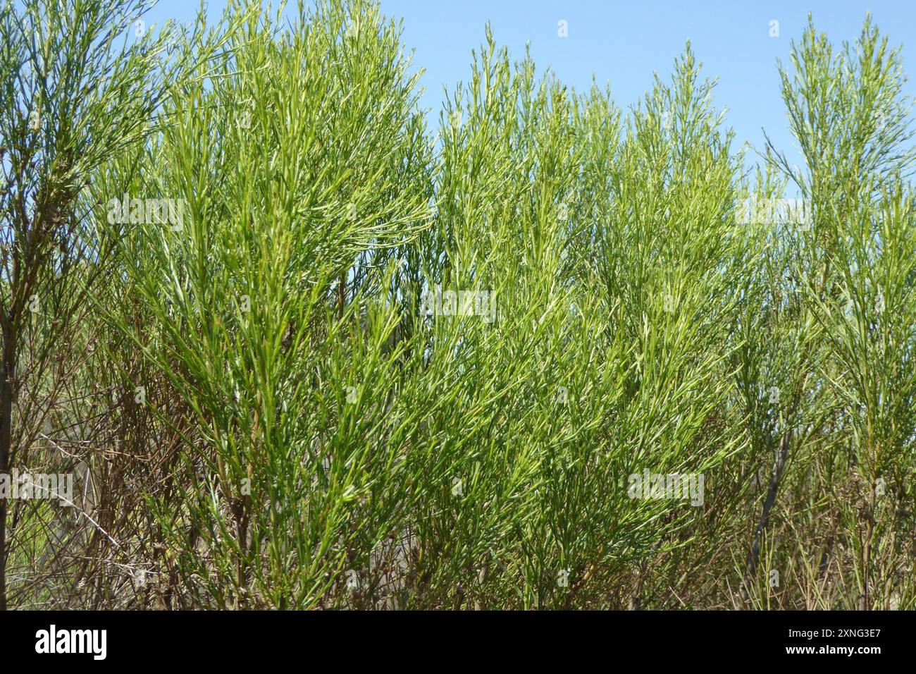 Desert Broom (Baccharis sarothroides) Plantae Stock Photo - Alamy