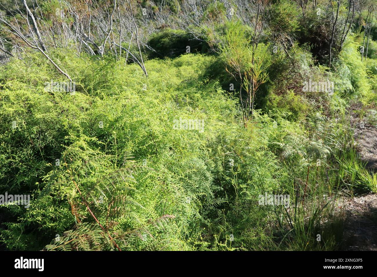 Coral Fern (Gleichenia polypodioides) Plantae Stock Photo - Alamy