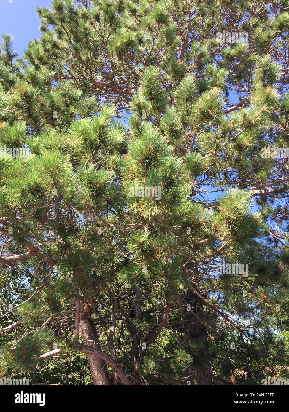 red pine (Pinus resinosa) Plantae Stock Photo - Alamy