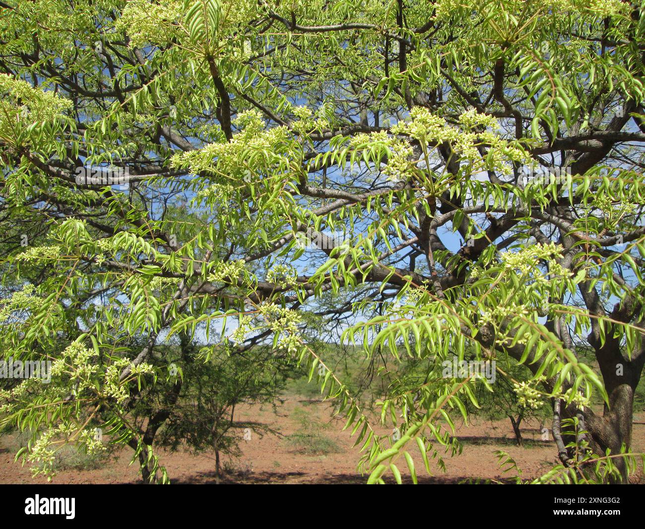 Kirkia (Kirkia acuminata) Plantae Stock Photo - Alamy