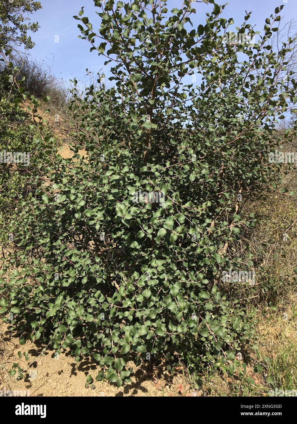 sugar bush × lemonade berry hybrid (Rhus integrifolia × ovata) Plantae ...