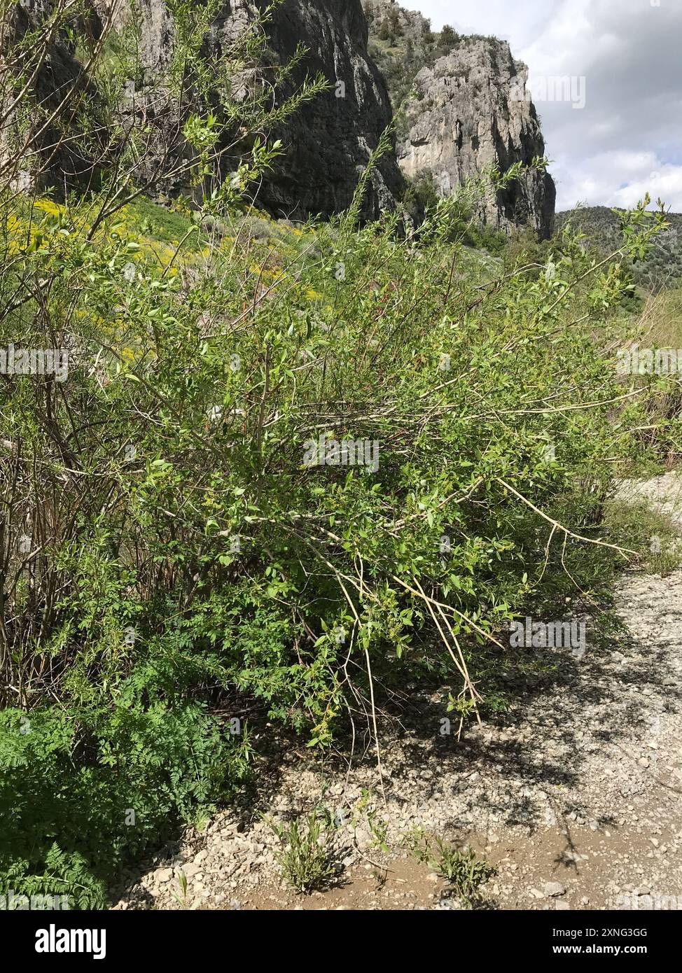 yellow willow (Salix lutea) Plantae Stock Photo - Alamy