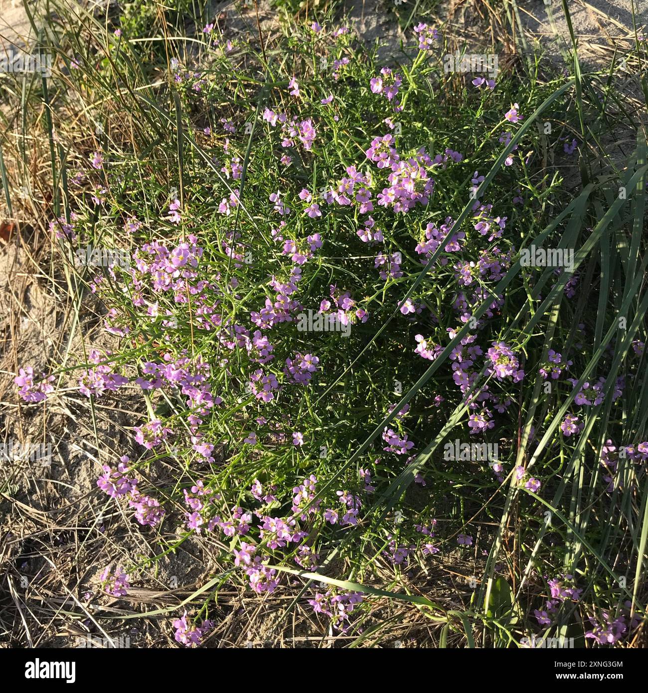 European Searocket (Cakile maritima) Plantae Stock Photo - Alamy