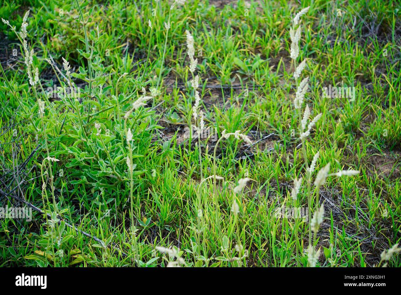 snakecotton (Froelichia) Plantae Stock Photo - Alamy
