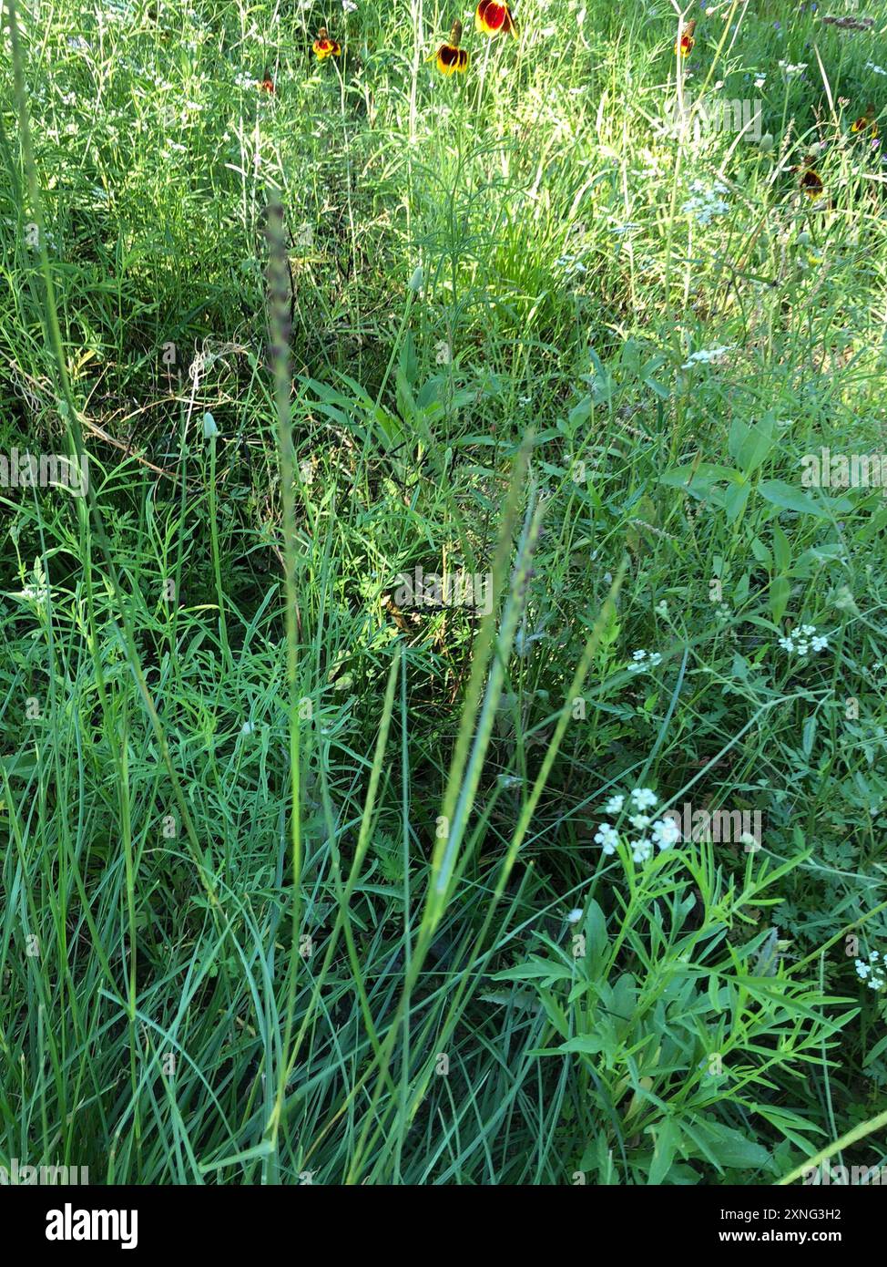 Pan American Balsomscale (Elionurus tripsacoides) Plantae Stock Photo ...