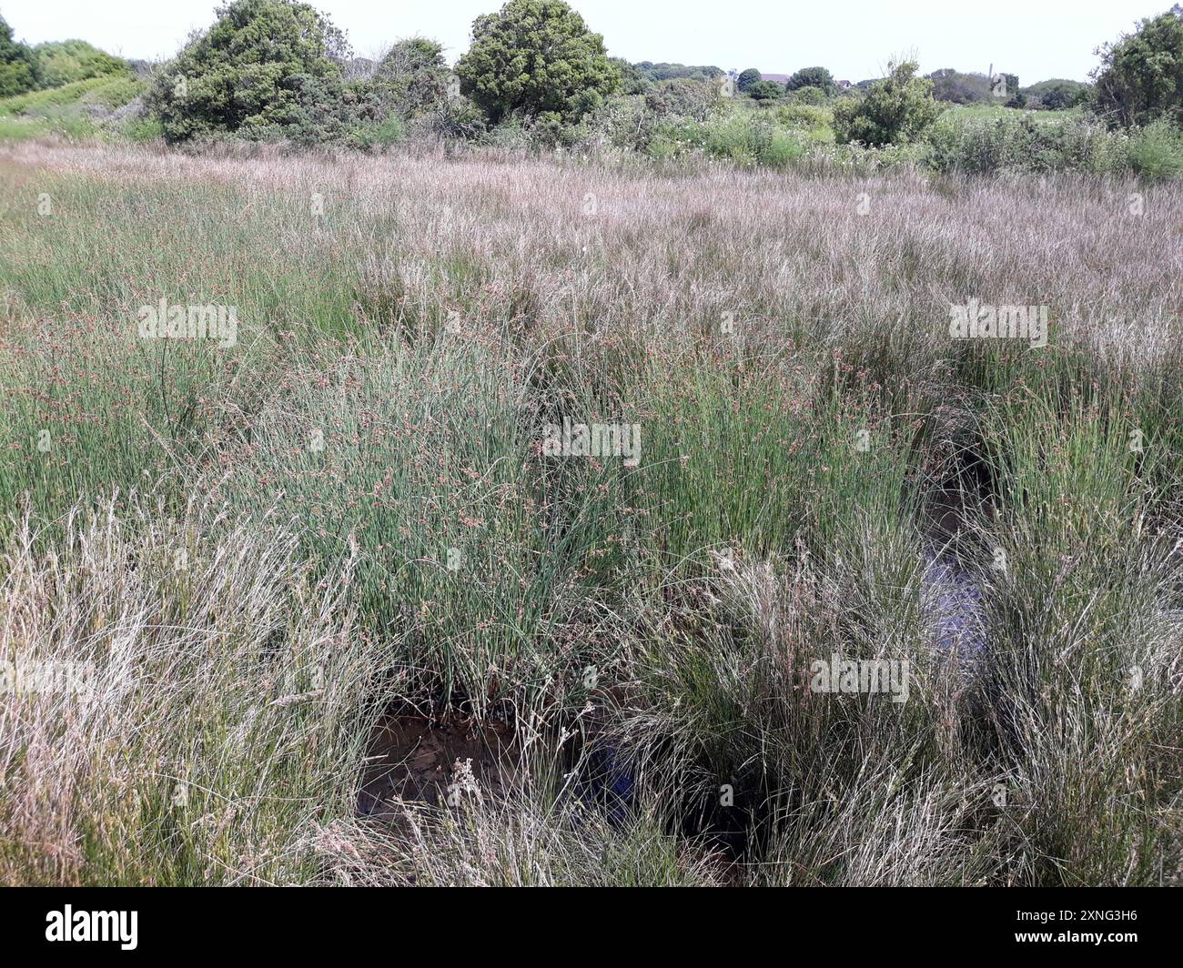 Hard Rush (Juncus inflexus) Plantae Stock Photo - Alamy