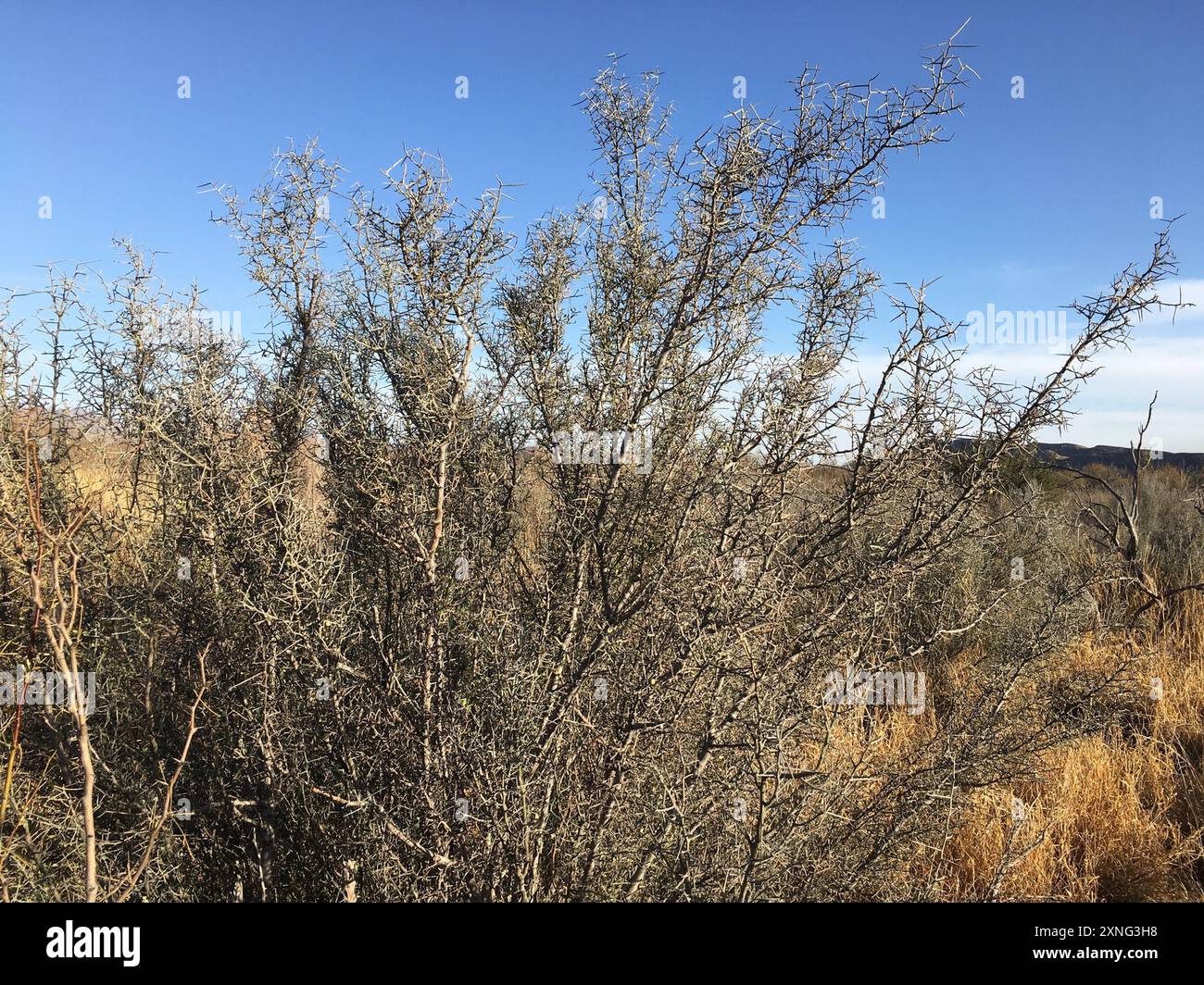 lotebush (Sarcomphalus obtusifolius) Plantae Stock Photo - Alamy
