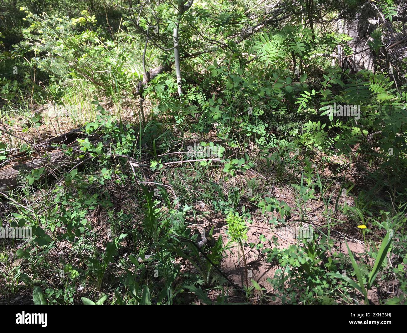 Roundleaf snowberry hi-res stock photography and images - Alamy
