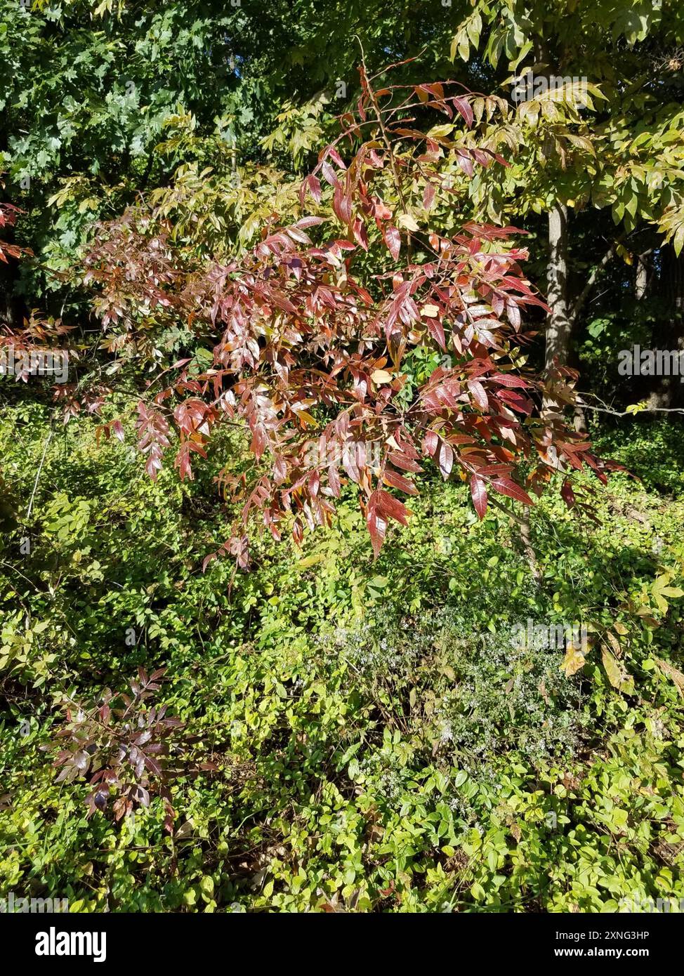 shining sumac (Rhus copallinum) Plantae Stock Photo - Alamy