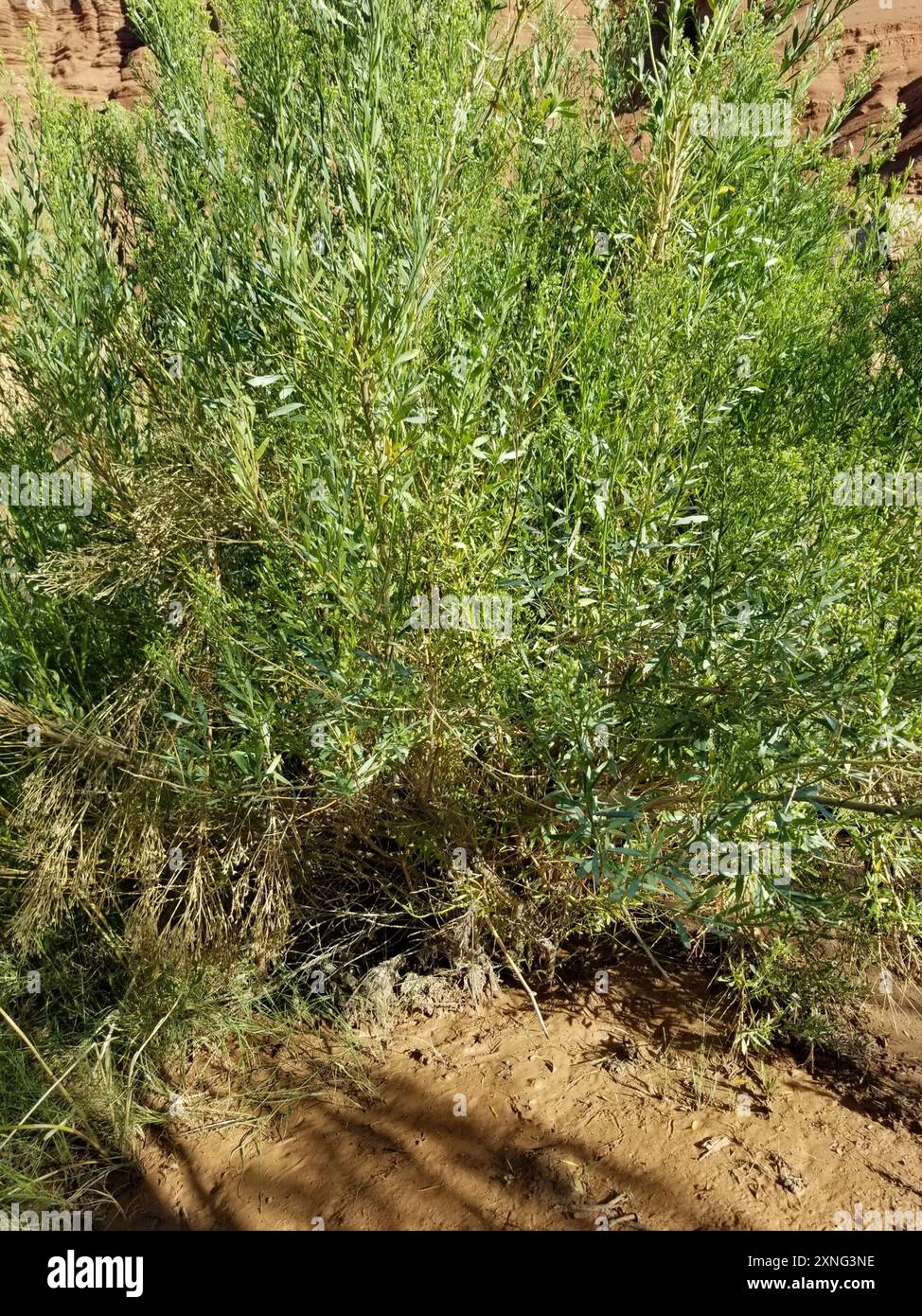willow baccharis (Baccharis salicina) Plantae Stock Photo - Alamy