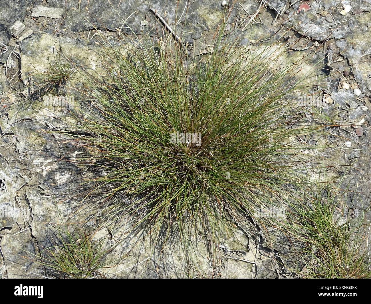 Polytrichoides hi-res stock photography and images - Alamy