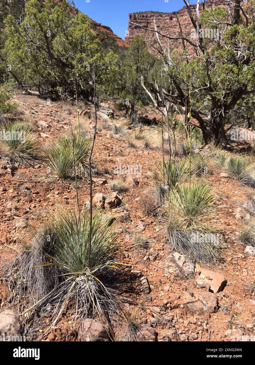 Dwarf Yucca (Yucca harrimaniae) Plantae Stock Photo - Alamy