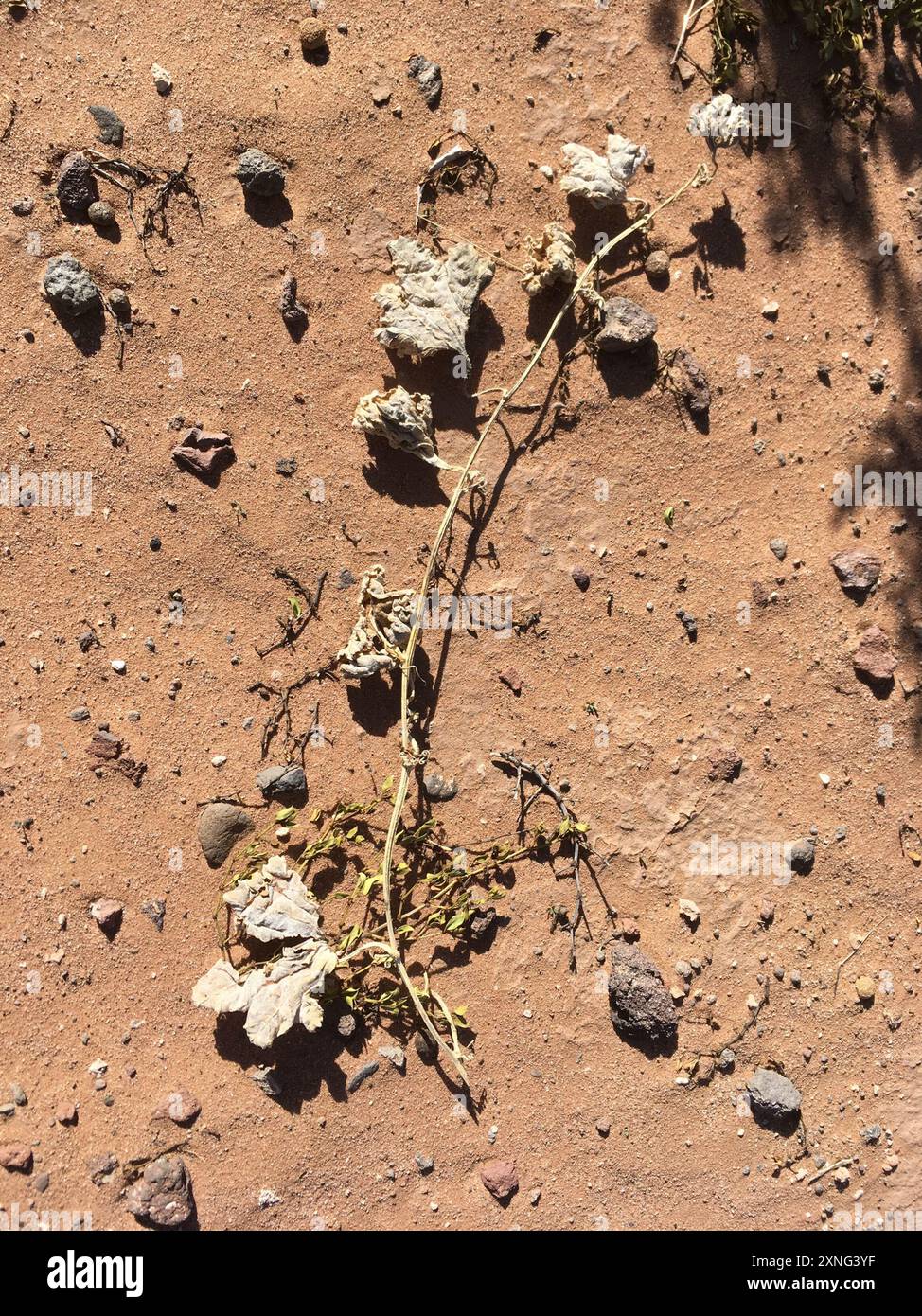 melon loco (Apodanthera undulata) Plantae Stock Photo - Alamy