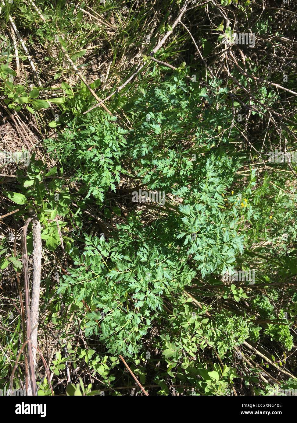 Osha (Ligusticum porteri) Plantae Stock Photo - Alamy