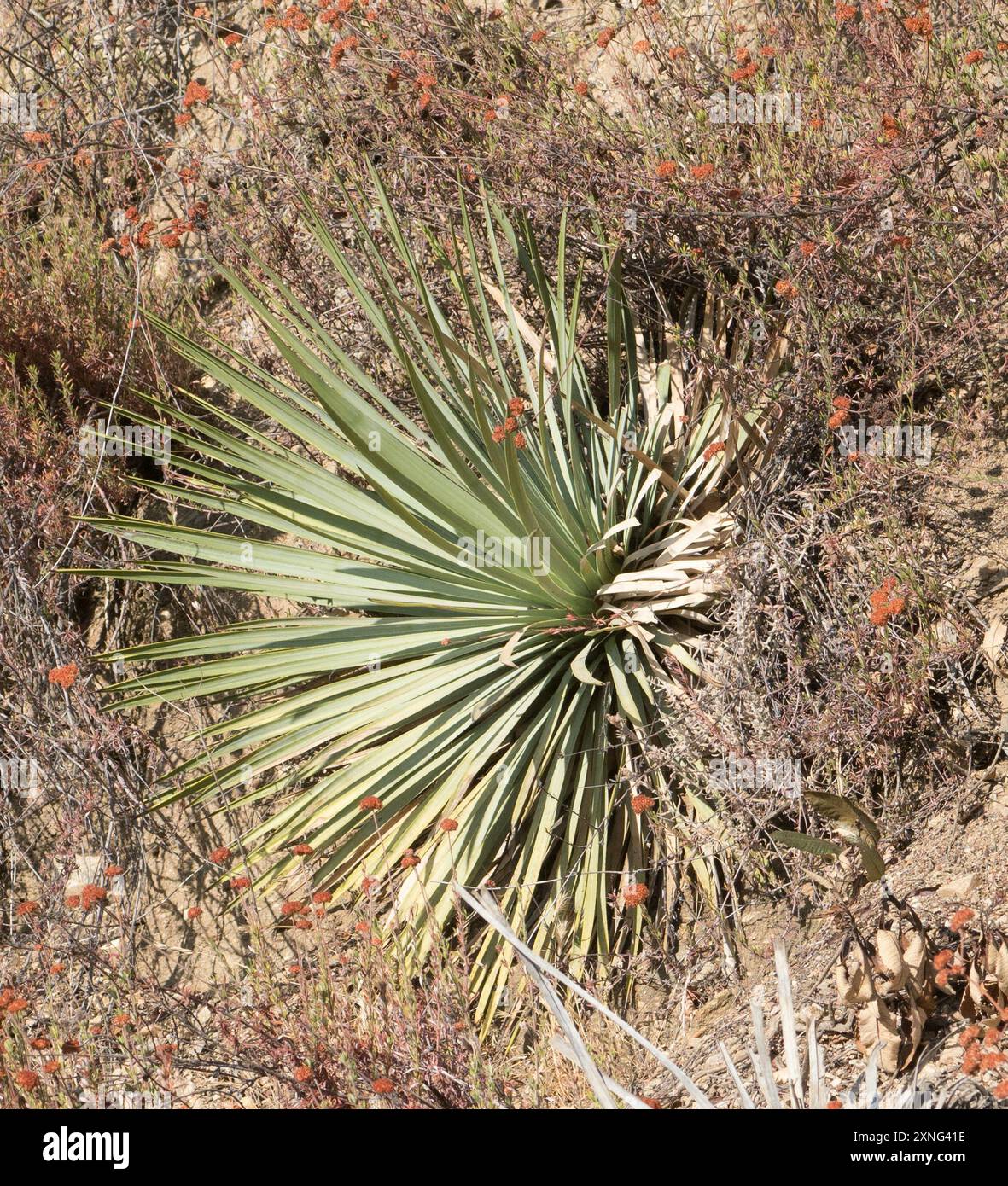 chaparral yucca (Hesperoyucca whipplei) Plantae Stock Photo - Alamy