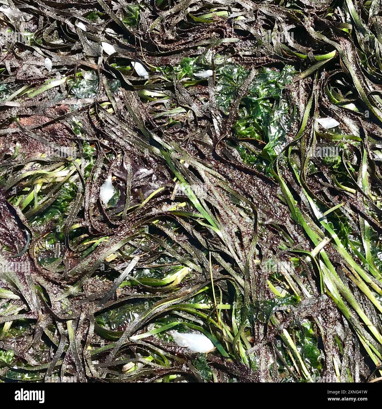 Flatfishes (Pleuronectoidei) Actinopterygii Stock Photo - Alamy