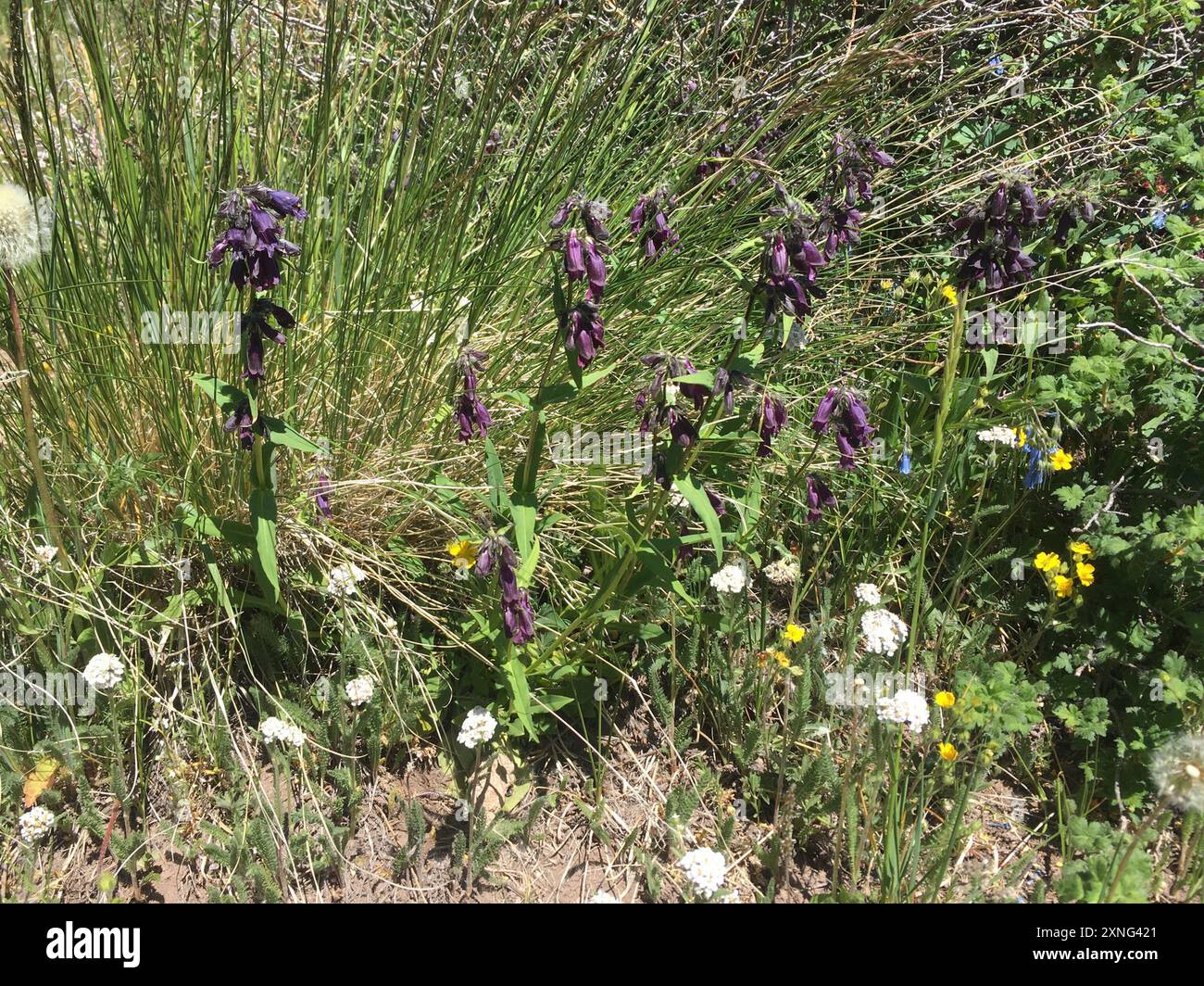 Whipple's penstemon (Penstemon whippleanus) Plantae Stock Photo - Alamy