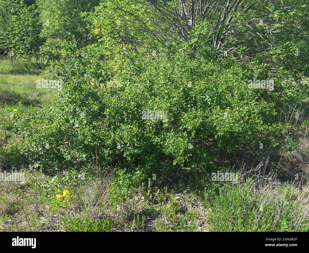 fragrant sumac (Rhus aromatica) Plantae Stock Photo - Alamy