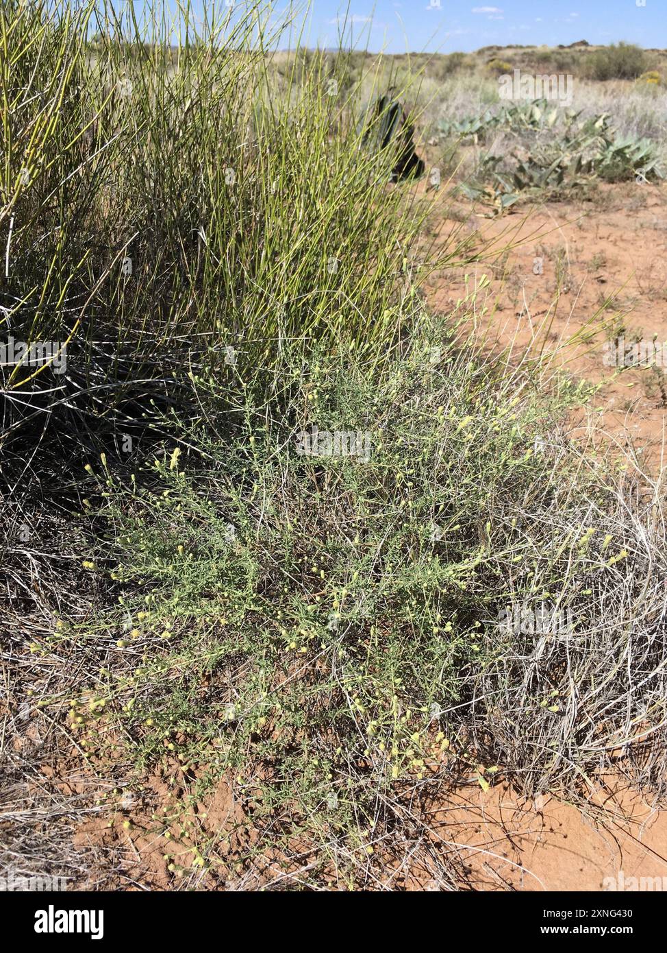 False Boneset (Brickellia eupatorioides) Plantae Stock Photo - Alamy
