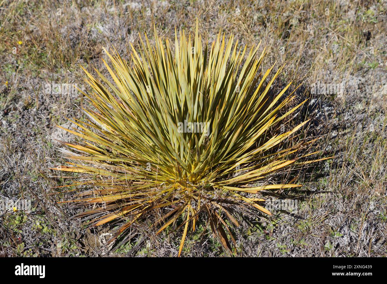 Golden Spaniard (Aciphylla aurea) Plantae Stock Photo - Alamy