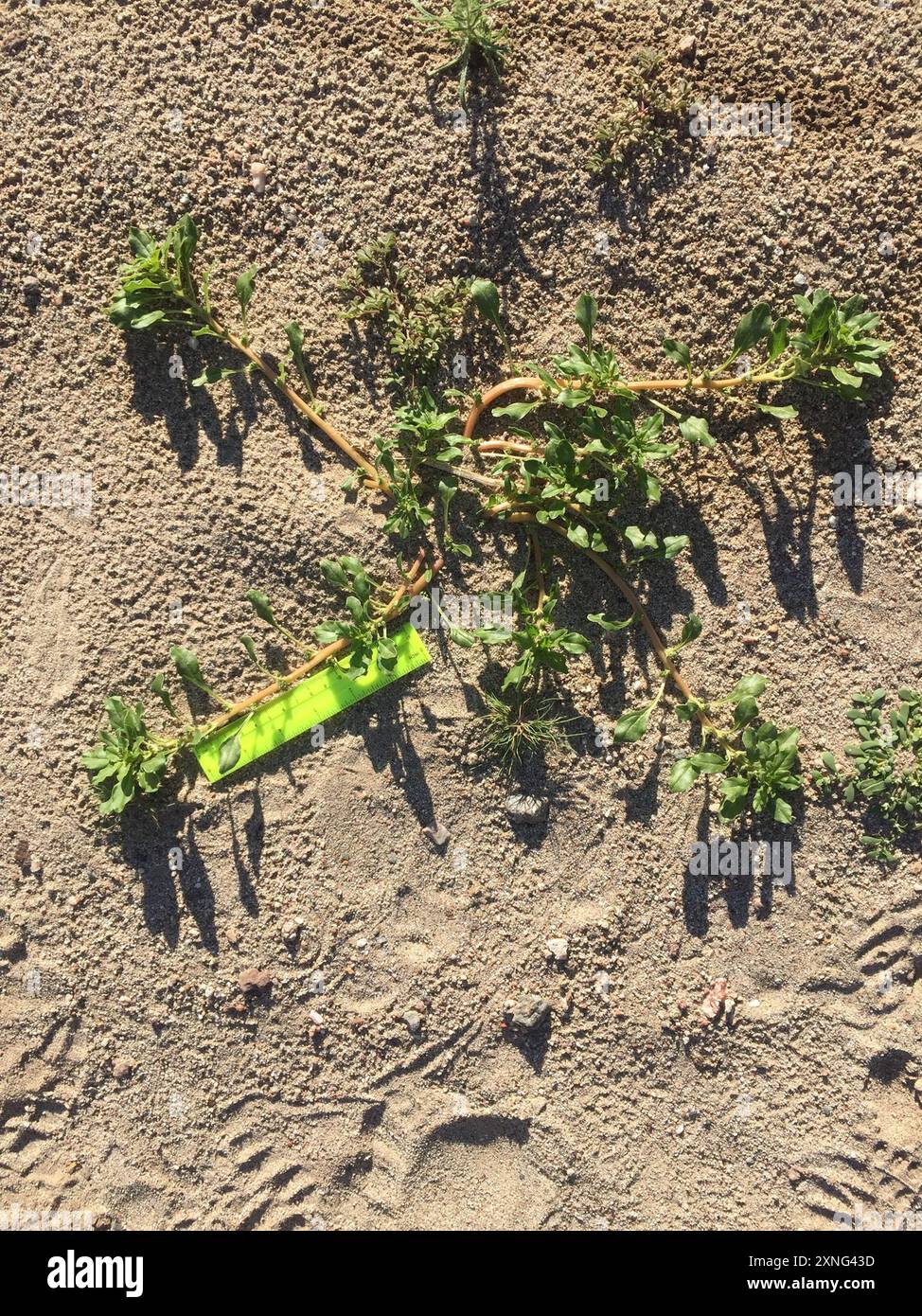 procumbent pigweed (Amaranthus blitoides) Plantae Stock Photo - Alamy