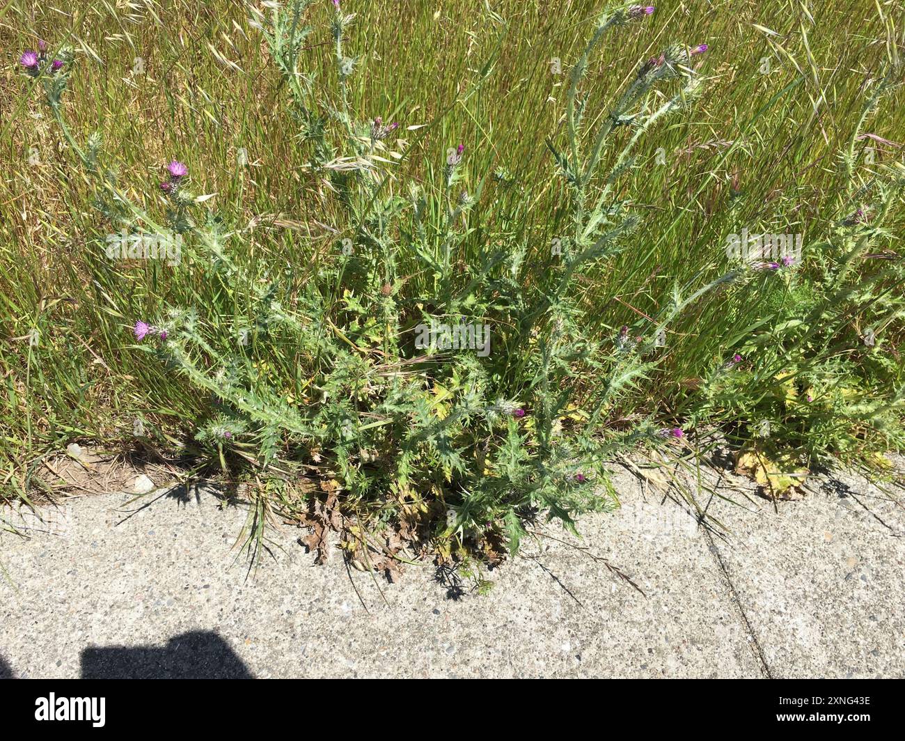 Italian thistle (Carduus pycnocephalus) Plantae Stock Photo - Alamy
