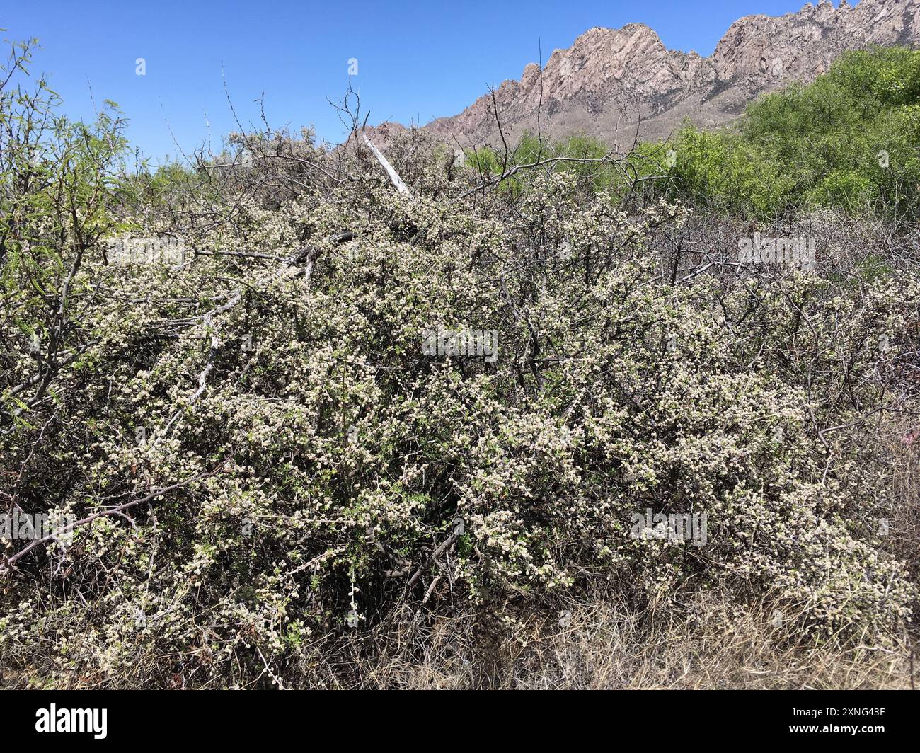 little leaf sumac (Rhus microphylla) Plantae Stock Photo - Alamy