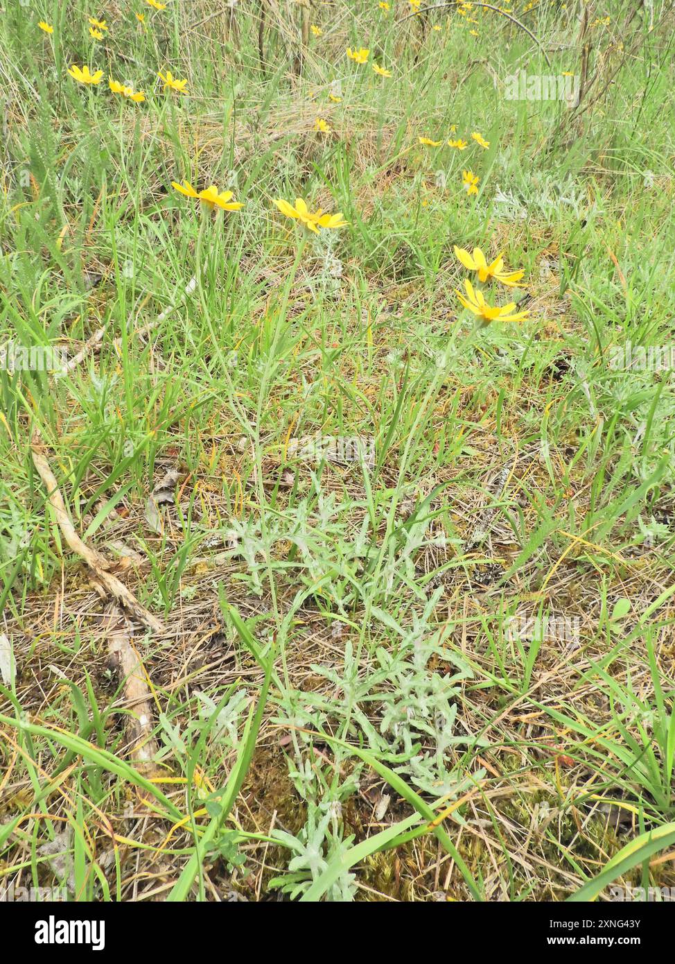 common woolly sunflower (Eriophyllum lanatum) Plantae Stock Photo - Alamy