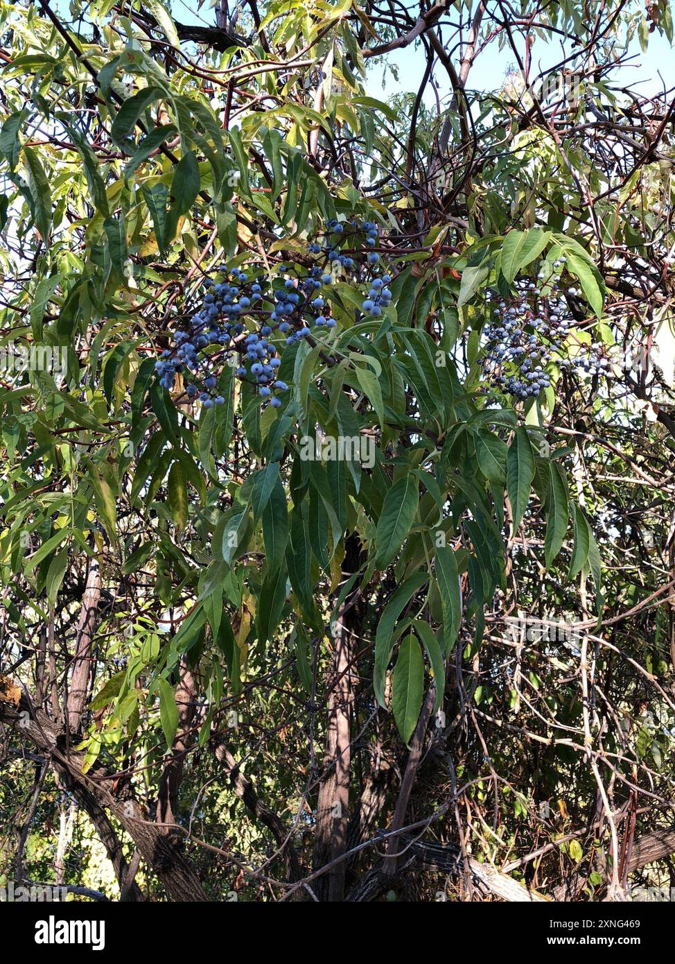 blue elder (Sambucus cerulea) Plantae Stock Photo - Alamy
