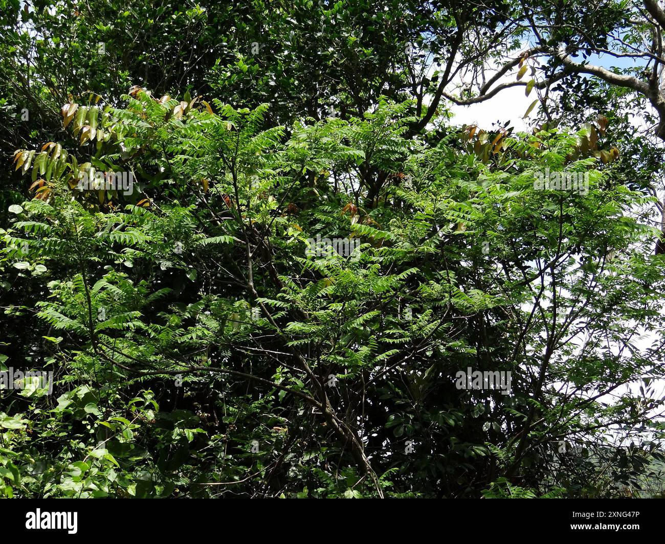 Coffee Bush (Clausena excavata) Plantae Stock Photo - Alamy