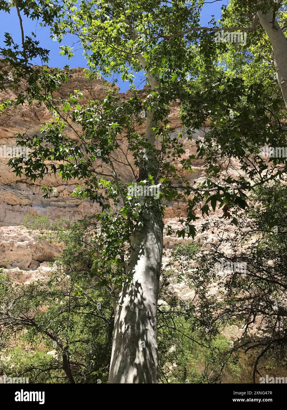 Arizona sycamore (Platanus wrightii) Plantae Stock Photo - Alamy