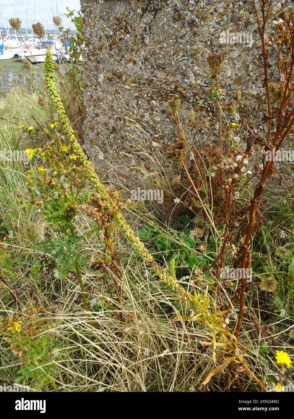 Weld (Reseda luteola) Plantae Stock Photo - Alamy