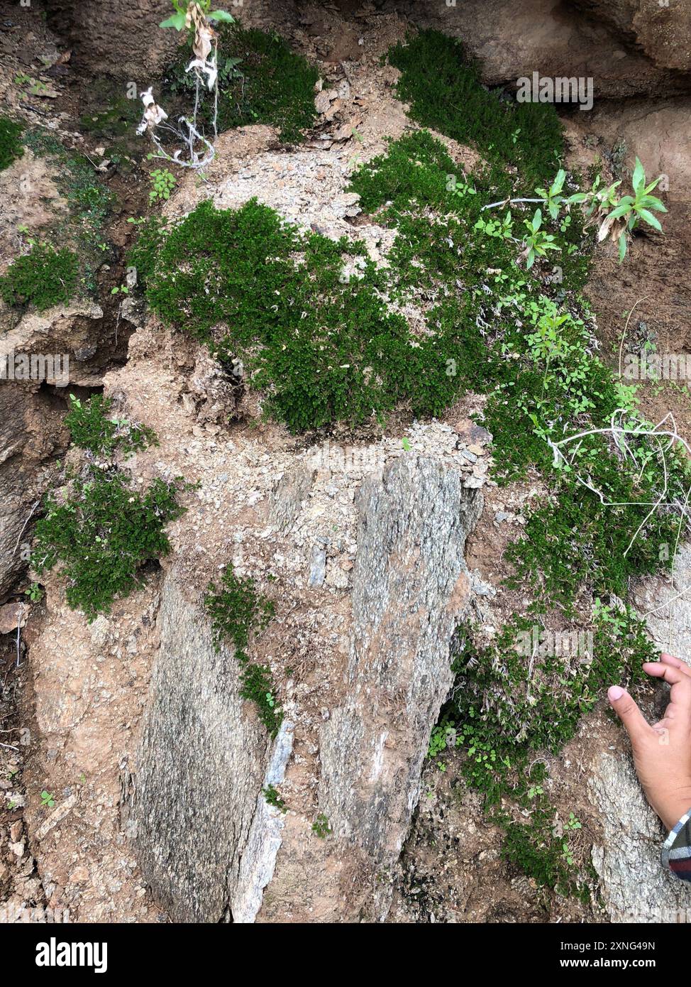 Arizona spikemoss (Selaginella arizonica) Plantae Stock Photo - Alamy