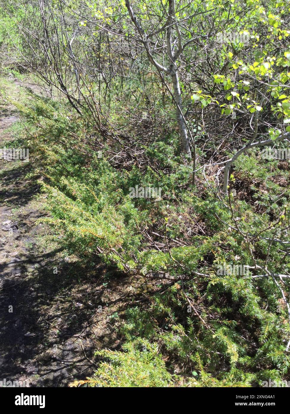 common juniper (Juniperus communis) Plantae Stock Photo - Alamy
